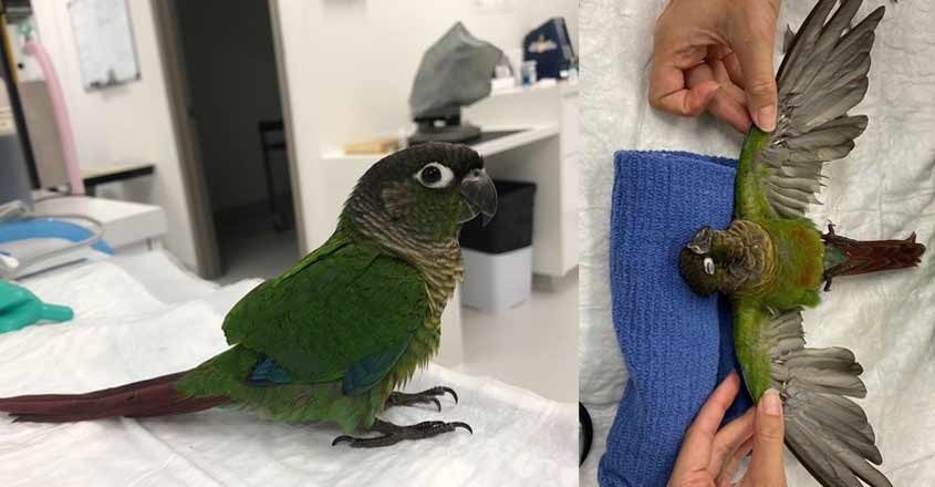 Injured parrot gets prosthetic wings to fly, netizens laud vet ...