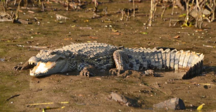 Extinct crocodile species dating back to millions of years ago found ...