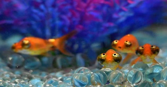 Pet goldfish invasive, might be threat to native biodiversity: Study ...