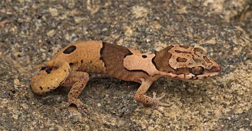 New species of bent-toed gecko discovered from Agasthyamalai hills ...