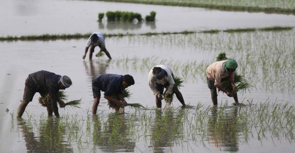 Kerala HC declines nod to convert paddy fields purchased after Oct 2008 ...