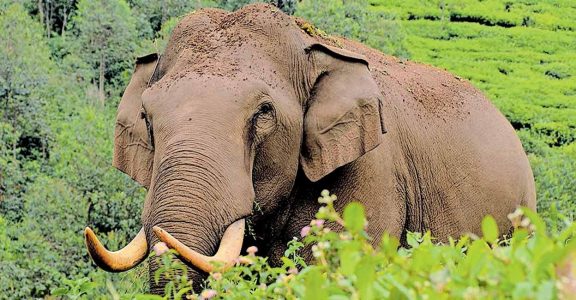 Auto driver dies in elephant attack at Munnar; 'Padayappa' the ...