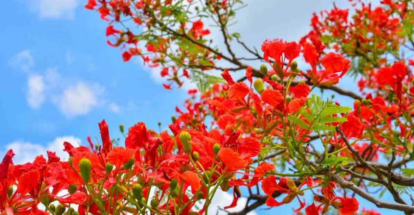 Column | From Madagascar to Kerala: The journey of 'Kaalvarippoo'