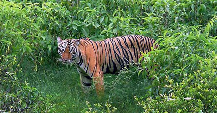 Efforts on to catch another tiger in Wayanad