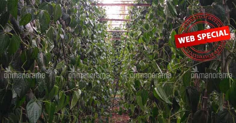 Retracing Tirur's betel trade routes of yore | Video | tirur betel ...
