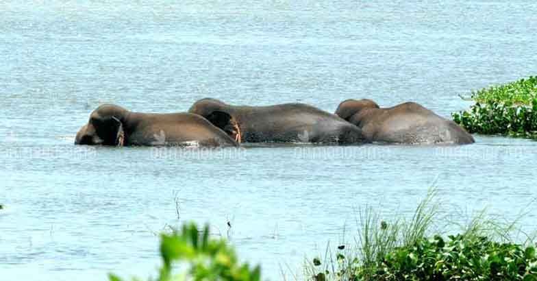 No respite from elephant raids: wild herd returns when kumkis withdraw