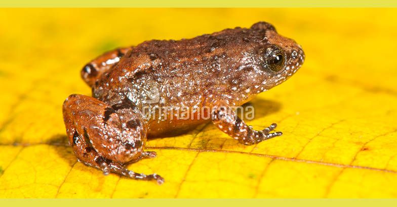 This is the real-life Pulivijayan...and a frog species named after him ...