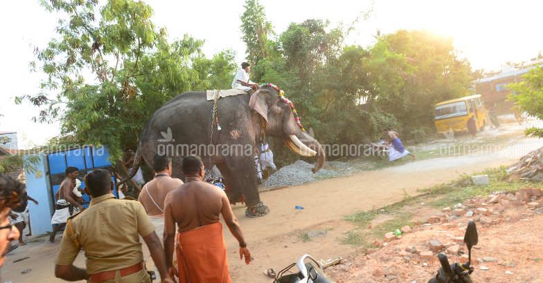 Elephant runs amok during Sree Padmanabha temple fest | Elephant runs ...