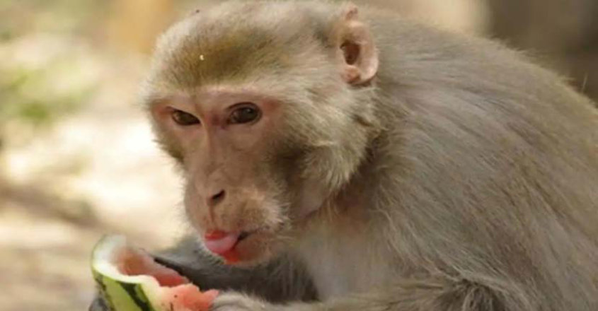 Monkey Fever | Monkey Fever