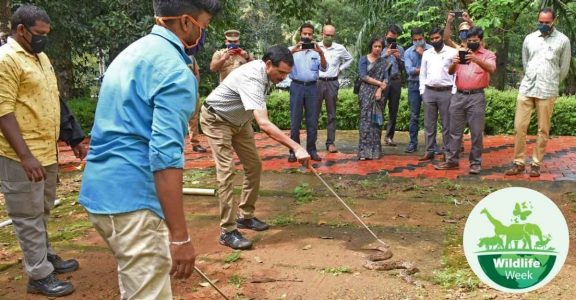 Hood to tail, trained Forest staff know how to hold a snake ...