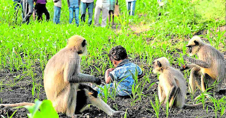 Simians are no monkey business for Karnataka's Mowgli boy | Mowgli boy ...