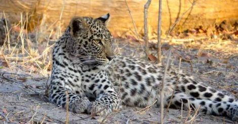 Leopard mauls woman to death at Valparai | Leopard | attack | woman ...