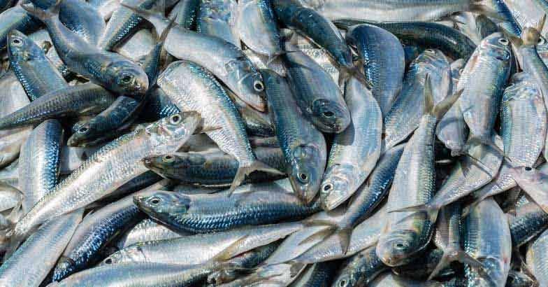 More toxic fish arrive, nearly 10 tons seized | Latest Kerala News ...