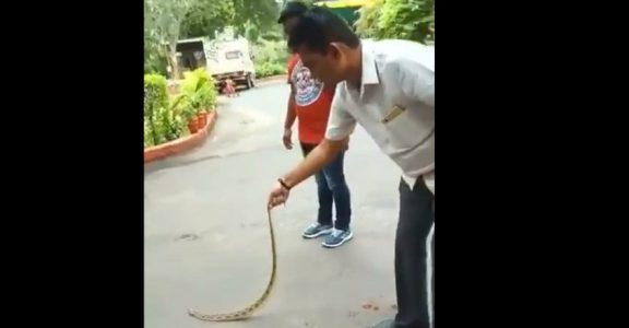 Gujarat Congress leader's snake catching show goes viral | Gujarat ...