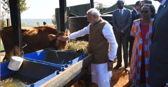 Nation on the 'moo' as NaMo takes 200 cows to Rwanda | Modi Rwanda | PM ...