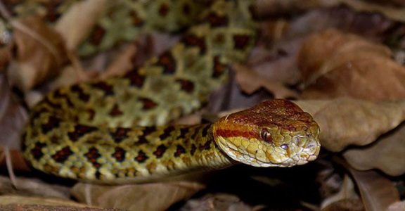 Snake undergoes MRI scan for broken spine | snake | beaten | mri scan