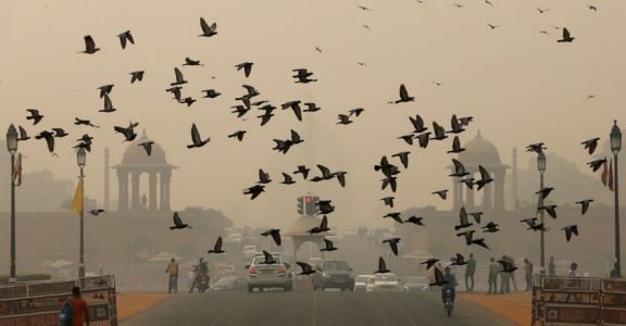 Birds shrinking, their wingspans increasing due to climate change ...