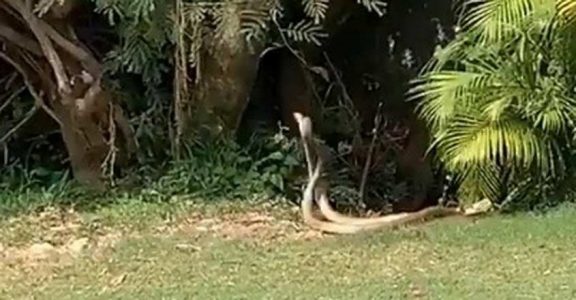 Snakes' swirling and twirling in golf course fascinates Twitterati ...