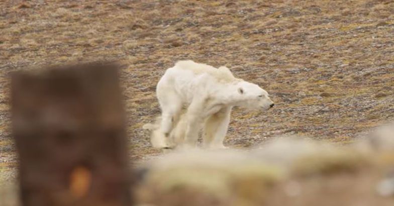 Heartbreaking video on starving polar bear provokes debate on climate ...