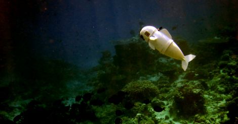 Meet SoFi, the agile robotic fish who will take marine photos | SoFi ...