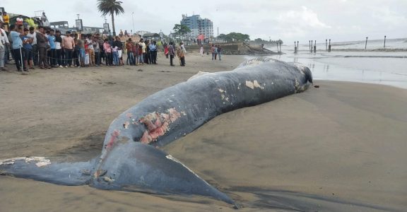Carcass of 50-ft blue whale washes ashore in Kozhikode