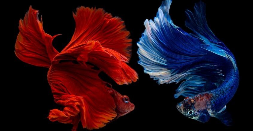 World's only aquarium for Siamese fighting fish