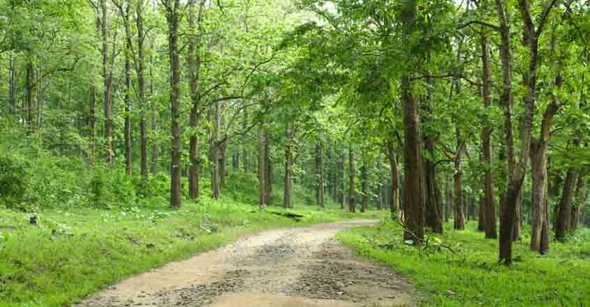 Parambikulam tiger reserve to welcome visitors from today | Onmanorama ...