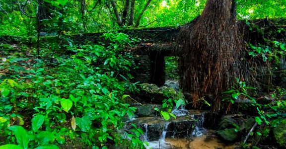 Vanaparvam, where nature is mystical and alluring | Travel | Onmanorama