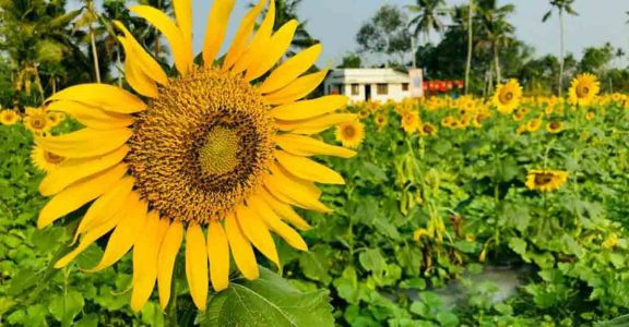 Not Thenkasi or Gudaloor, this sunflower boom is in Alappuzha ...