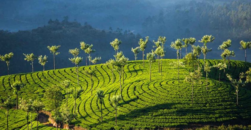 Planning a trip to Munnar? Try these scenic routes