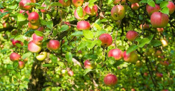 Now you can pluck fresh apples directly from trees at Kanthalloor