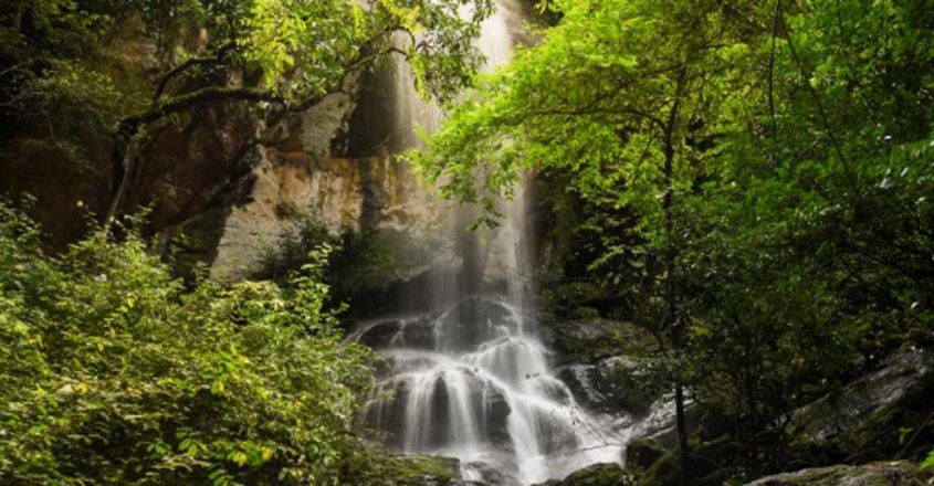 Literally walk on the wild side of Chimmini and be with nature