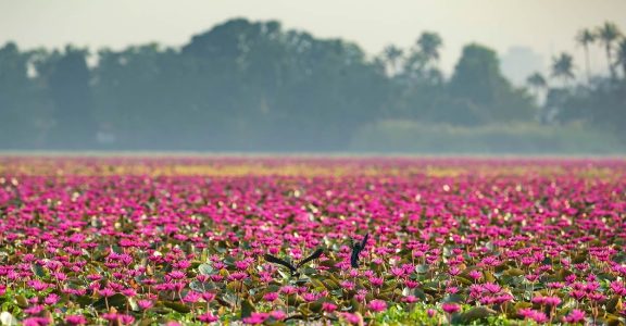 Malarikkal water lilly season: Here are some of the other exquisite ...
