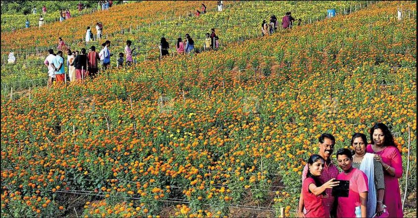 Flower fields in Kerala are ready for harvest as Onam is around the ...