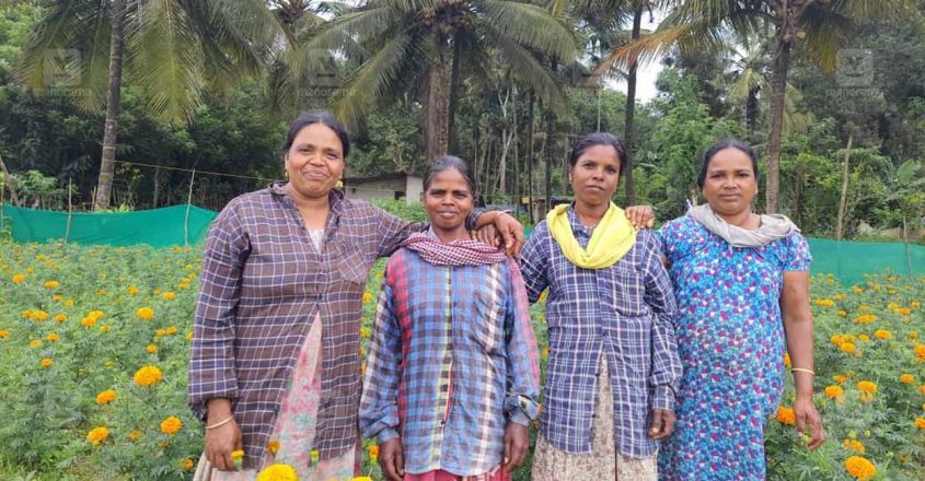 Eying Onam demand, more farmers in Wayanad opt for floriculture ...