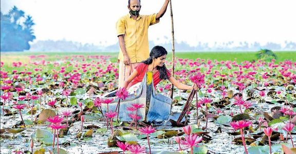 Malarikkal Water Lilly Fest from today, here's what you need to know ...