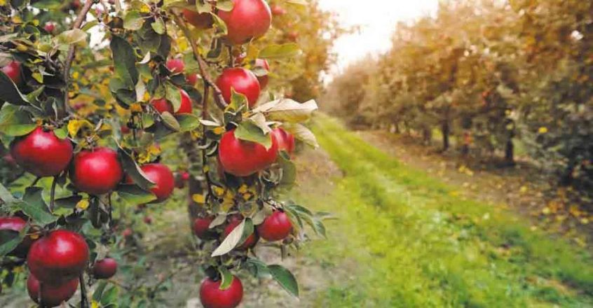 Touring some of the most fascinating orchards in India | Onmanorama Travel