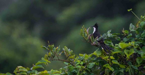 Wait on for migratory birds at Chilika lake