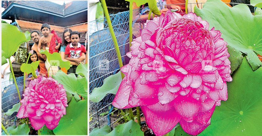 The rarest of the rare 1000-petal lotus blooms for the second time in ...