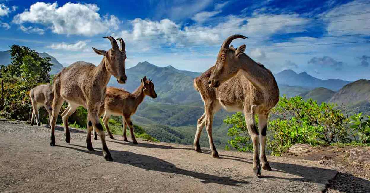 Nilgiri Tahr | Nilgiri Tahr