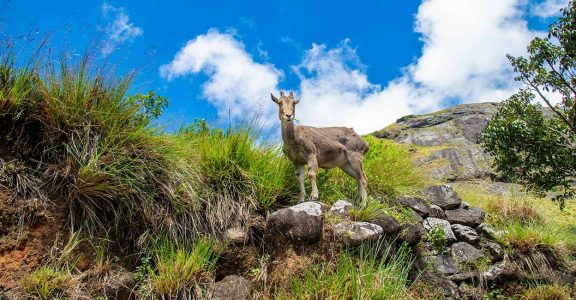 Breeding season of Nilgiri tahr: Visitors banned at Eravikulam National ...