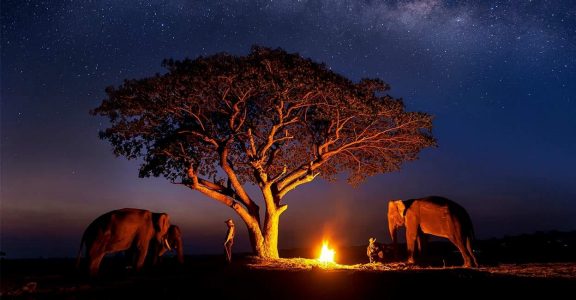 Do's and don'ts to ensure a rewarding night safari in forest | Travel ...