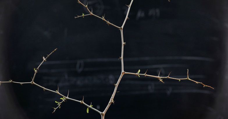 Christ's 'crown of thorns' may help nature! Here is how | Christ thorn ...