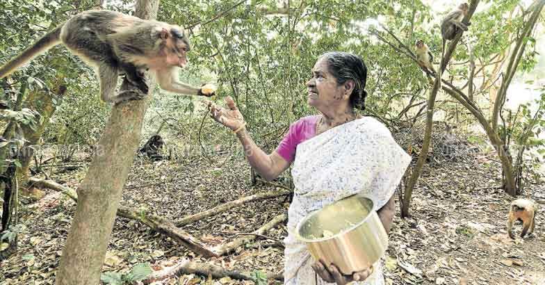 Conservation is no monkey business for this woman labourer | Manikkam ...